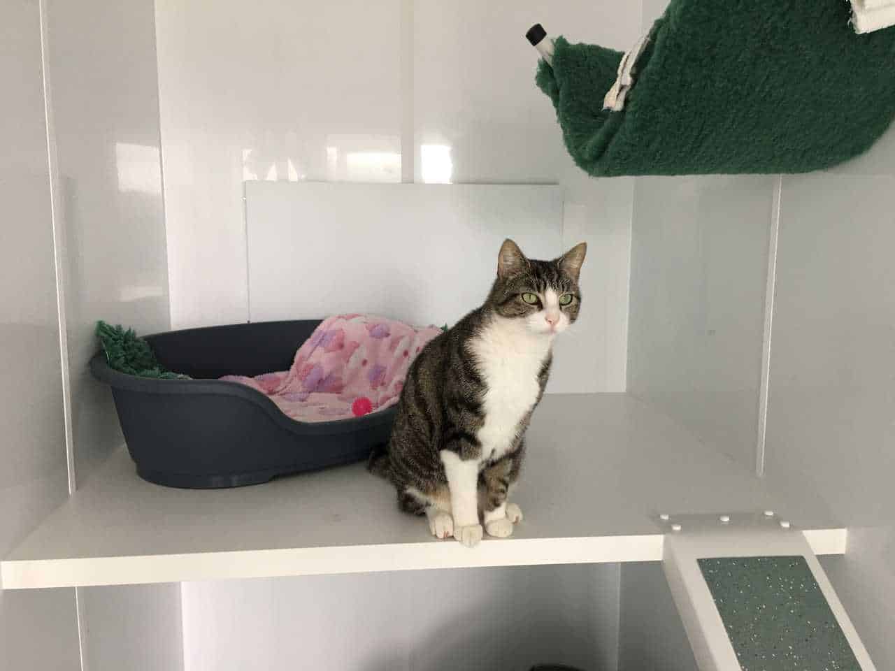 Cat Boarding - Cedar Lodge Cattery